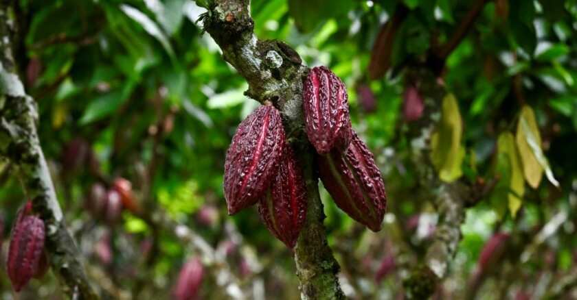 Le prix du cacao s'envole, qui en récolte les fruits ? - l'Opinion